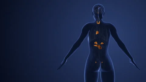 Muscarinic acetylcholine receptor endocr... | Stock Video | Pond5