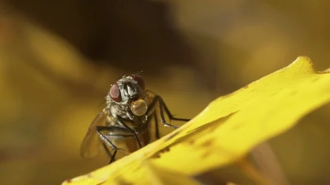 Muscidae fly inflates a bubble of saliva | Stock Video | Pond5