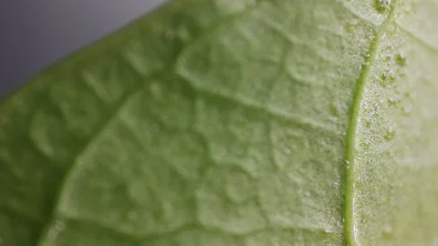 Muscle Texture Stock Video Footage | Royalty Free Muscle Texture Videos ...