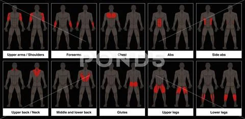 Muscle Chart Male Body Parts Black Background: Royalty Free #78000010