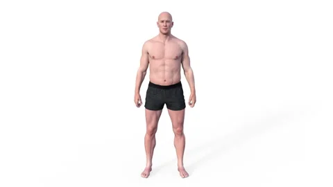 Muscle Animation Stock Footage ~ Royalty Free Stock Videos | Pond5