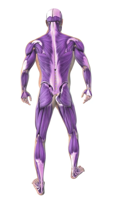 Anatomy Muscles Back Stock Videos – Royalty-Free HD & 4K Videos | Pond5