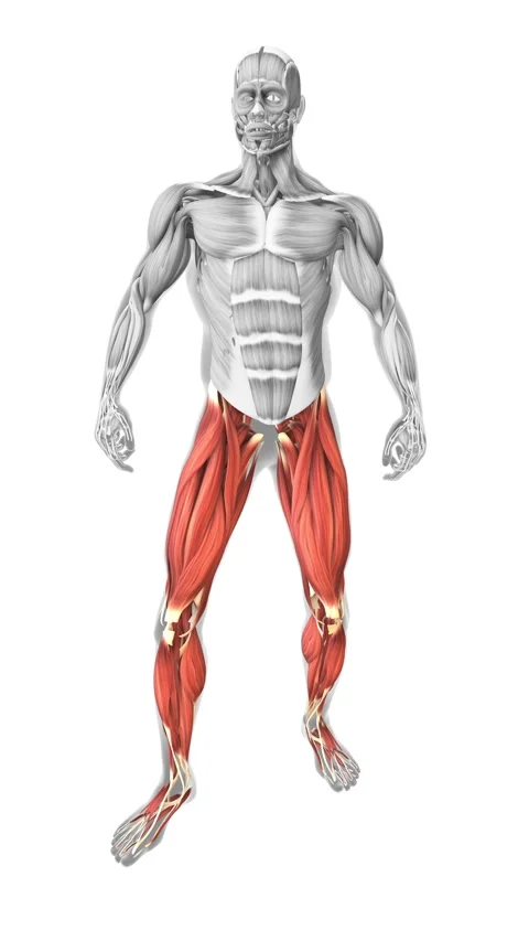 Lower Body Muscles Stock Videos – Royalty-Free HD & 4K Videos