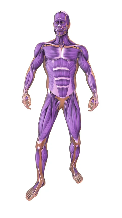 The muscles of the human body from front... | Stock Video | Pond5