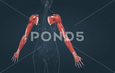 The muscles that move the forearm are located along the humerus, which ...