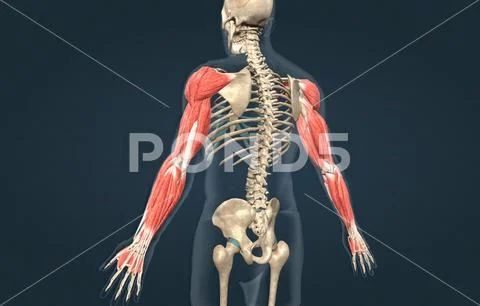 The muscles that move the forearm are located along the humerus, which ...