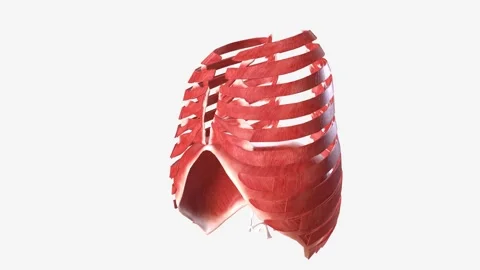 The muscles of the thorax include both t... | Stock Video | Pond5