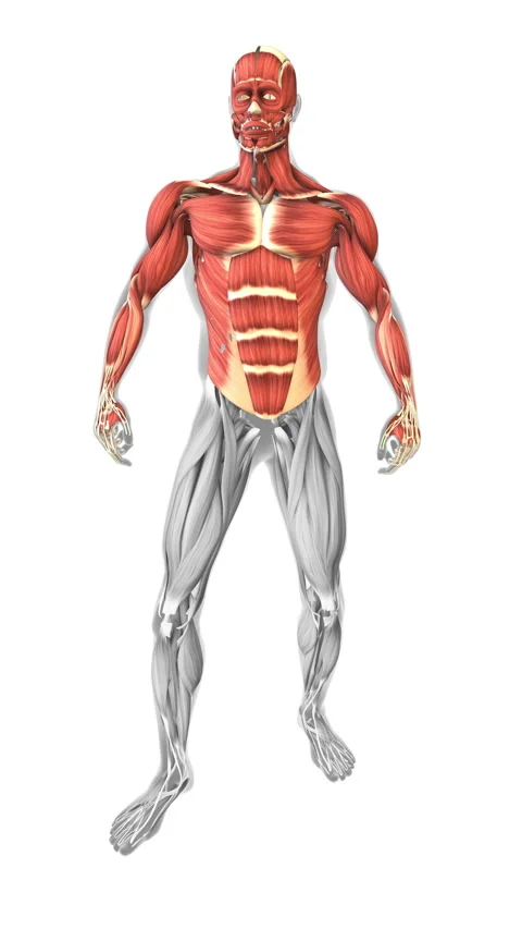 Scapula Muscles Stock Videos – Royalty-Free HD & 4K Videos | Pond5