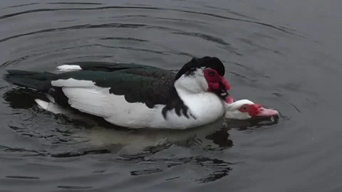 Muscovy Ducks (Cairina moschata) Mating ... | Stock Video | Pond5