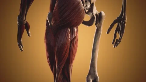 muscular and skeletal system of human bo... | Stock Video | Pond5