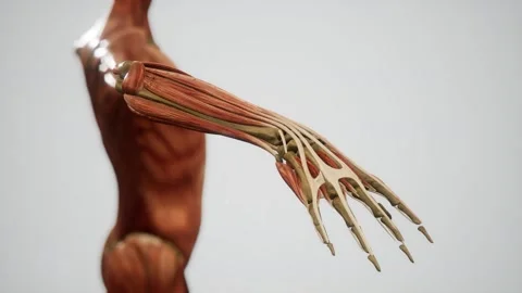 Human Body Animation Stock Footage ~ Royalty Free Stock Videos | Pond5