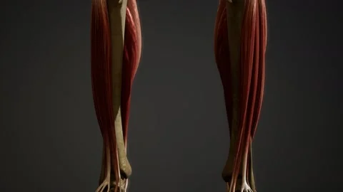 Muscular System of human body animation | Stock Video | Pond5