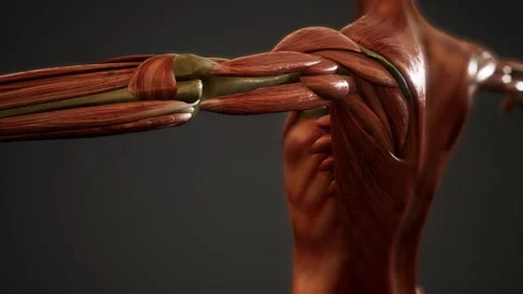 Muscular System of human body animation | Stock Video | Pond5