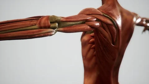 Muscular System of human body animation | Stock Video | Pond5