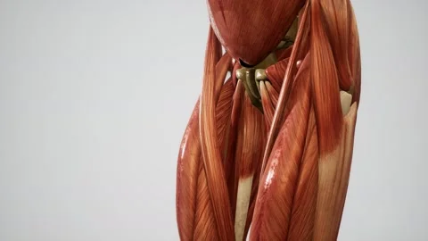 Muscular System of human body animation | Stock Video | Pond5