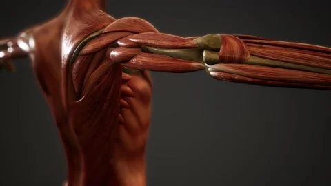 Muscular System of human body animation | Stock Video | Pond5
