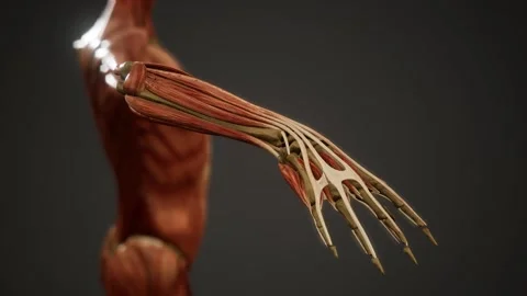 Body Animation Stock Video Footage | Royalty Free Body Animation Videos ...