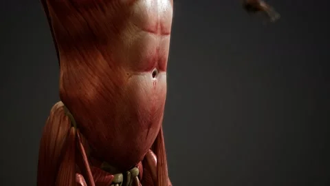 Muscular System of human body animation | Stock Video | Pond5