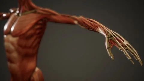 Muscular System of human body animation | Stock Video | Pond5