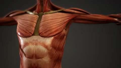Muscular System of human body animation | Stock Video | Pond5