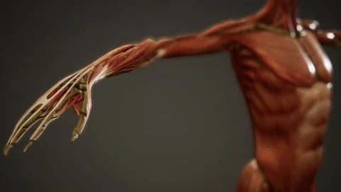 Muscular System of human body animation | Stock Video | Pond5