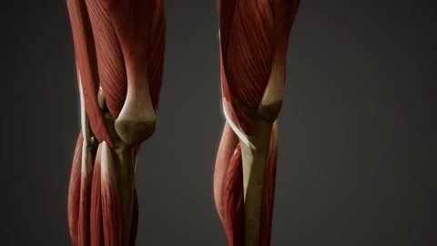 Realistic Body System Stock Videos – Royalty-Free HD & 4K Videos | Pond5