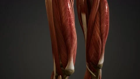 Muscular System of human body animation | Stock Video | Pond5