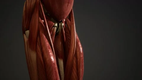Muscular System of human body animation | Stock Video | Pond5