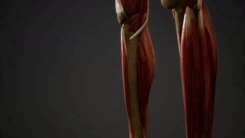 Muscular System of human body animation | Stock Video | Pond5