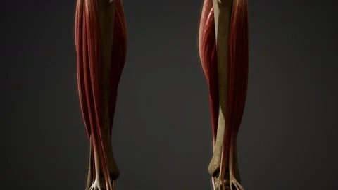 Muscular System of human body animation | Stock Video | Pond5