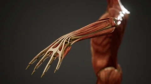 Muscular System of human body animation | Stock Video | Pond5