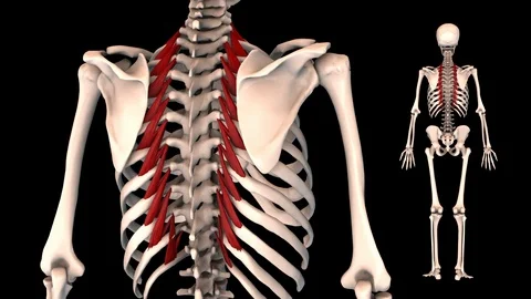 Musculature of chest - real colors | Stock Video | Pond5