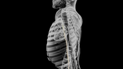 The musculocutaneous nerve (C5-7) is a t... | Stock Video | Pond5
