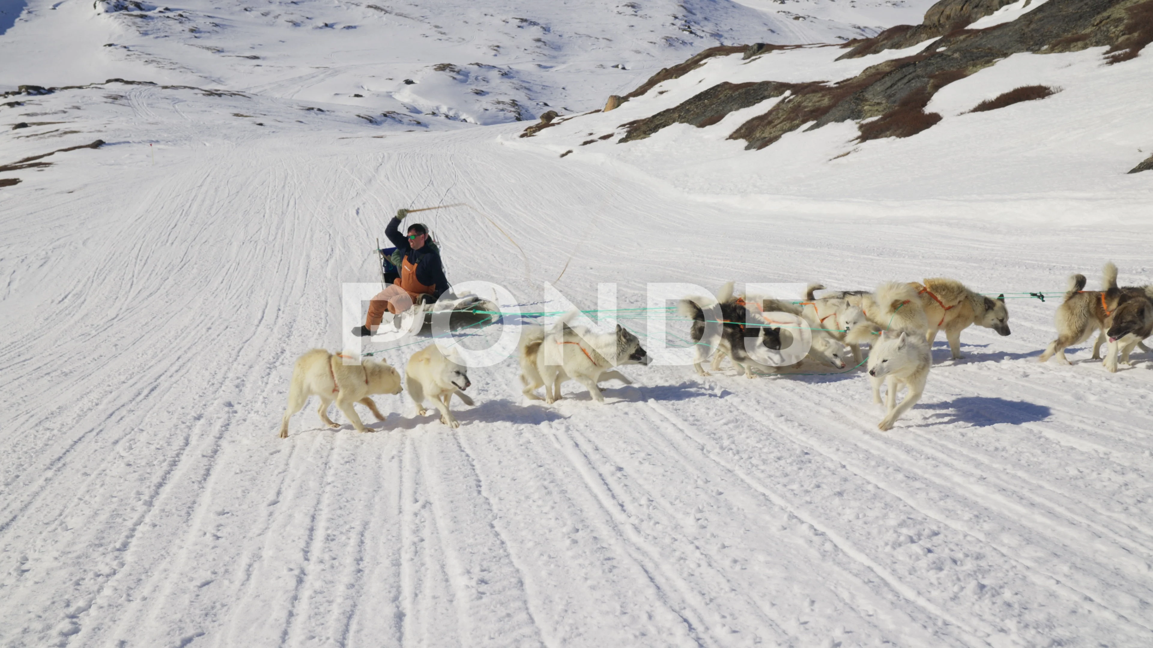 Are You Alowed To Use Whips On Sled Dogs