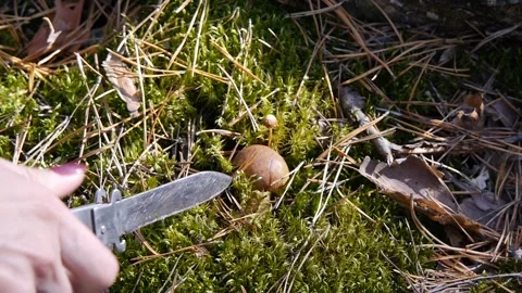 Hot Girl Knife Stock Videos – Royalty-Free HD & 4K Videos