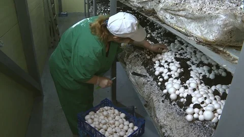 Mushroom Design Stock Videos – Royalty-Free HD & 4K Videos | Pond5