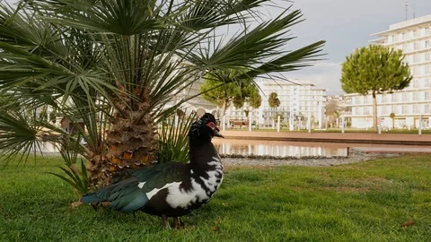 Musk duck sitting under a palm tree | Stock Video | Pond5