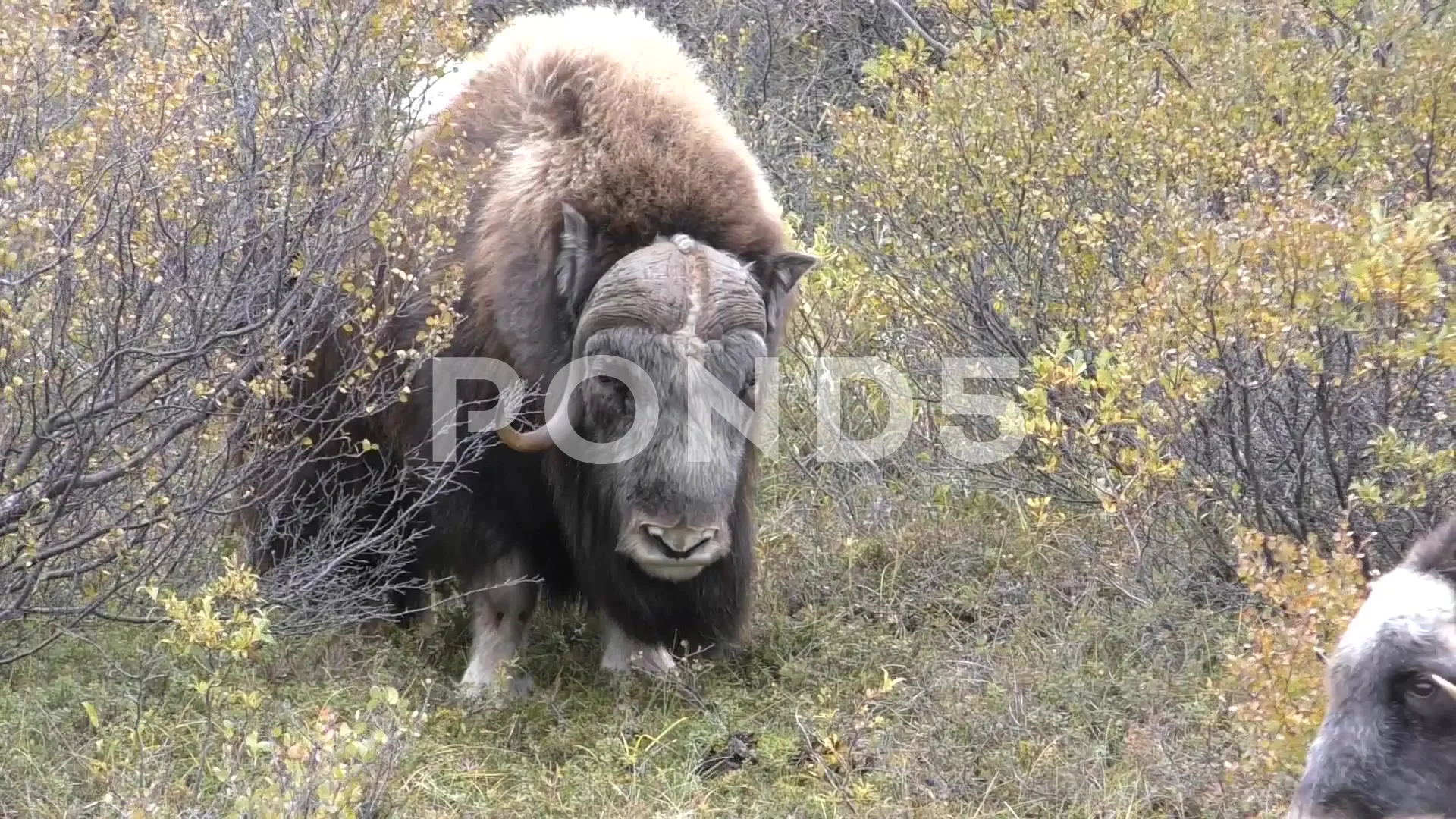 Musk Ox In The Tundra