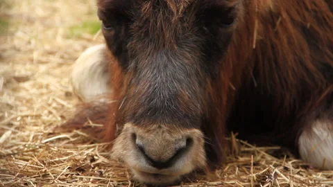 Musk Ox Chews Food while it Sits on Hay | Stock Video | Pond5