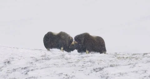 Musk Ox Head-Butting Fight in Dovre moun... | Stock Video | Pond5