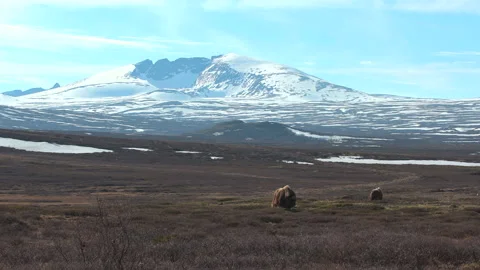 musk ox herd couple in front of mountain... | Stock Video | Pond5