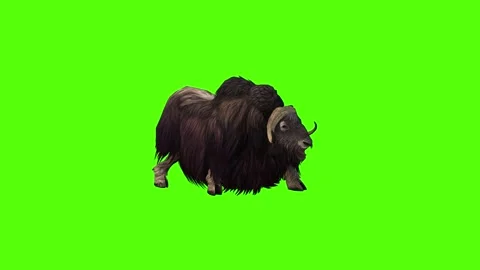 MuskCow Idle Green Screen Animation 4K R... | Stock Video | Pond5