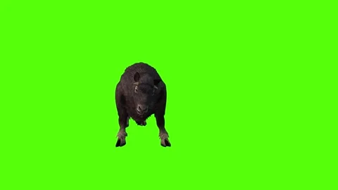 MuskCow Standing Idle Green Screen Anima... | Stock Video | Pond5