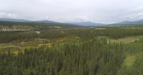 Muskeg Forest and Wetlands in Boreal Riv... | Stock Video | Pond5