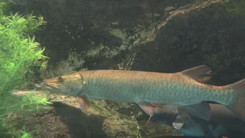 Freshwater Stock Video Footage | Royalty Free Freshwater Videos | Page 8