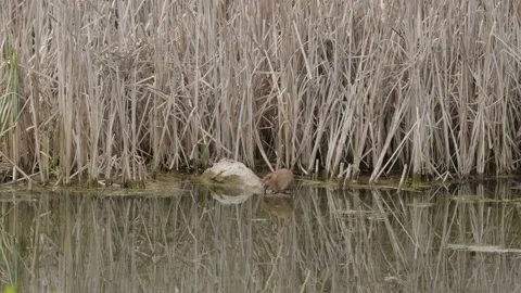 Muskrat Animal Eating Chewing On Rock in... | Stock Video | Pond5