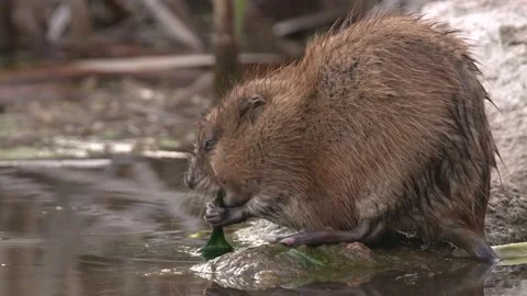 Muskrat Eating Chewing Moss Algae Aquati... | Stock Video | Pond5