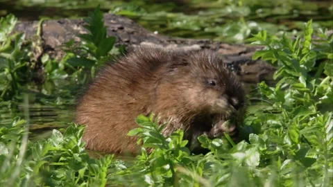 Muskrat Stock Footage ~ Royalty Free Stock Videos | Pond5