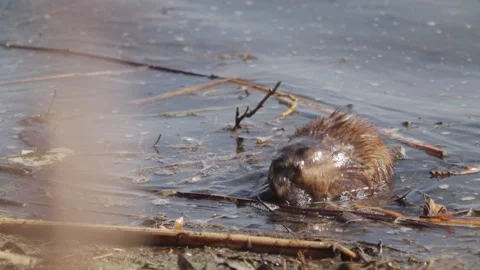 Muskrat grooming claw in pond water, clo... | Stock Video | Pond5