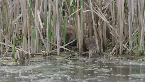 Male Female Intercourse Stock Footage ~ Royalty Free Stock Videos | Pond5